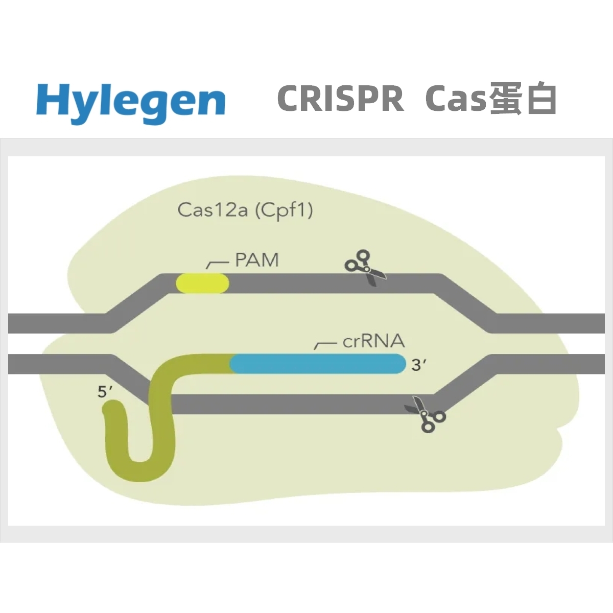 CRISPR Cas12 蛋白_海禾西生物