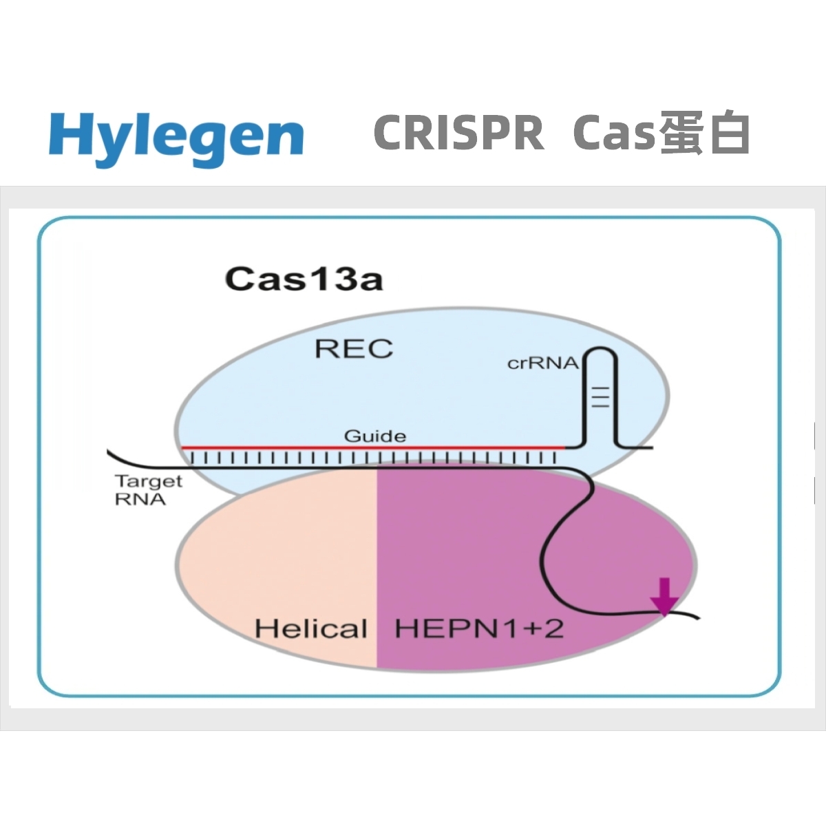 单核苷酸多态性检测方法汇总_海禾西生物
