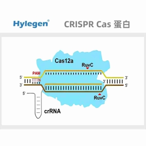 S17-1(λpir)化学感受态细胞